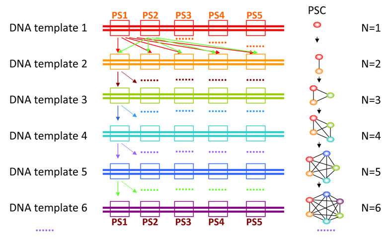 MPprimer: a program for reliable multiplex PCR primer design_引物序列